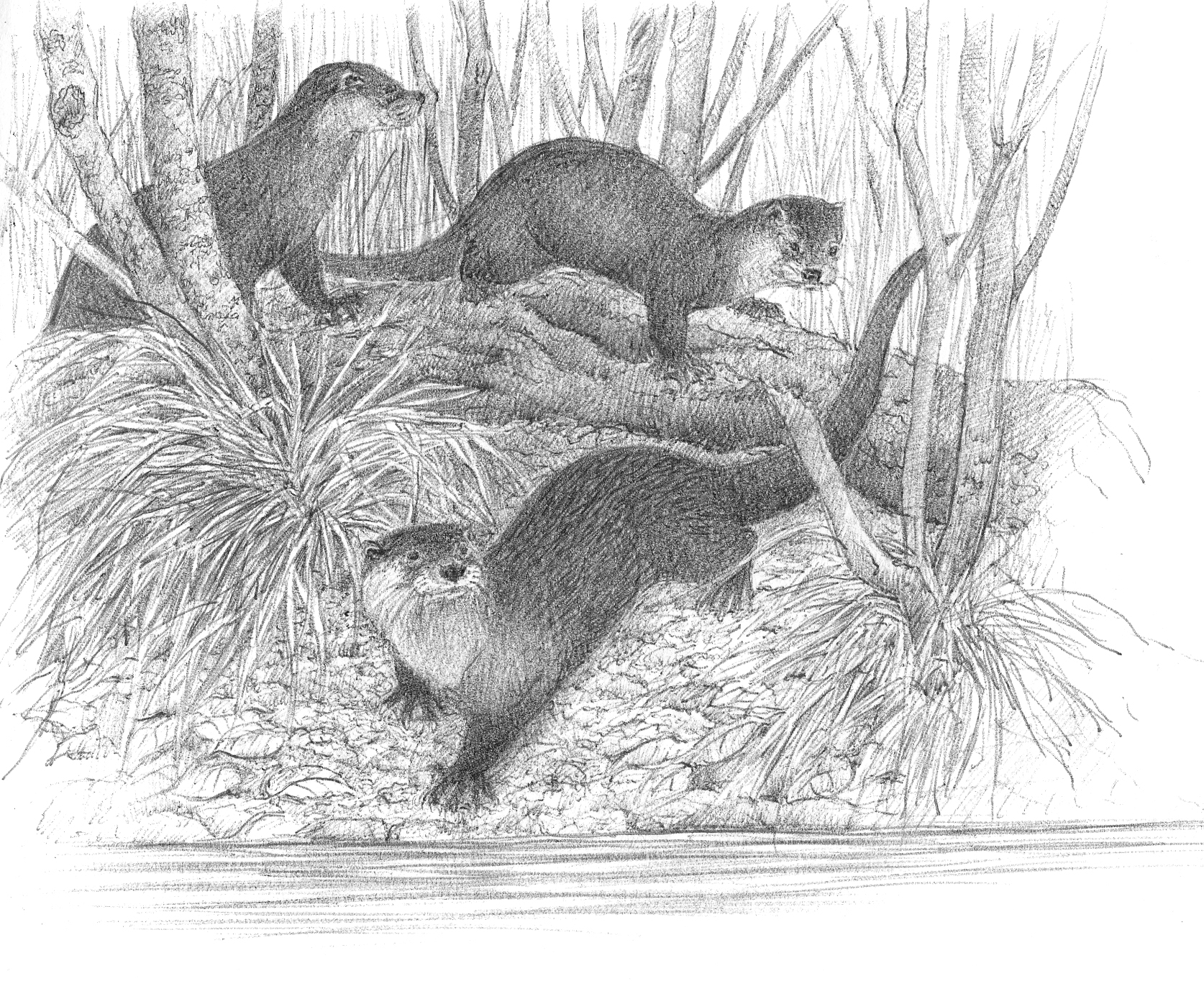 About Otter - Lutra, Inštitut za ohranjanje naravne dediščine